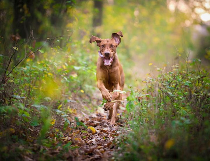 Why Earth Option – Earth Options Pet Food